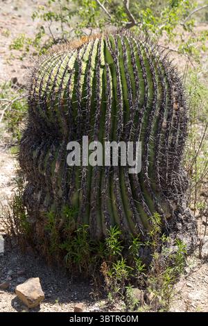 Bisnaga Cactus at the Turritelas National Park, a paleontologic park ...