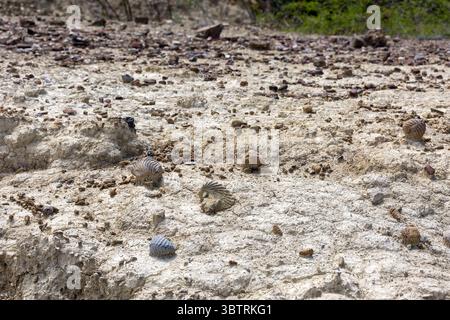 Visit to the Turritelas National Park, a paleontologic park, at the ...