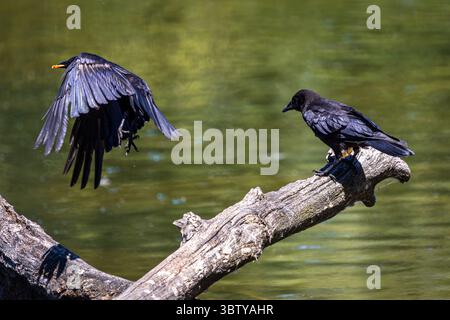 Crows on Log at Whitaker Ponds Nature Park in Portland, Oregon Stock ...