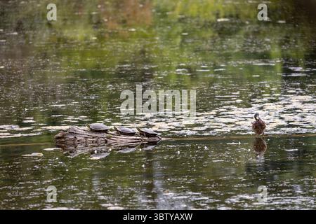 Turtles Sunbathing on Log with Duck in Peaceful Lily Pad Pond Stock ...