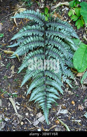 Decorative fronds of painted lady fern, Athyrium niponicum var. pictum ...