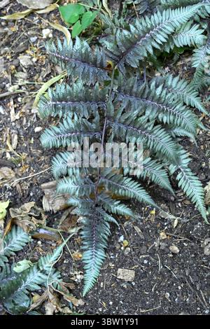 Decorative fronds of painted lady fern, Athyrium niponicum var. pictum ...