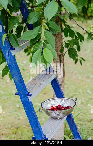 Fresh cherry harvest in countryside garden with wooden table and green ...