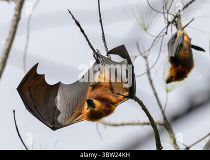 Mauritian Fruit Bat Stock Photo - Alamy