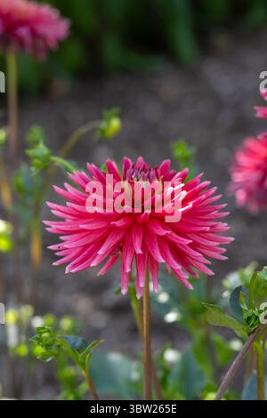 Dahlia 'Josudi Hercules' in flower Stock Photo - Alamy
