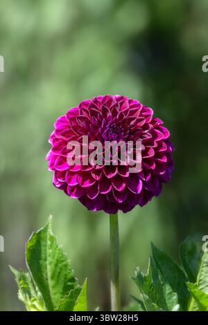 Dahlia 'Blyton Royal Velvet' in flower Stock Photo - Alamy