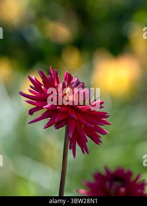 Dahlia 'Josudi Hercules' in flower Stock Photo - Alamy