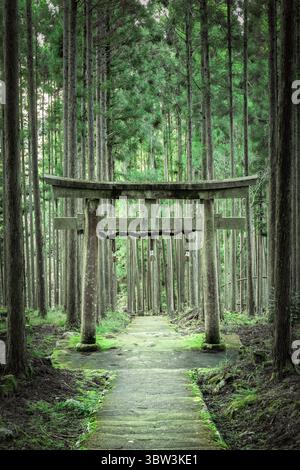 A dense forest with green mossy ground Stock Photo - Alamy