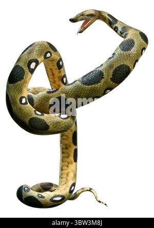 3D rendering of a green anaconda or Eunectes murinus or common anaconda ...