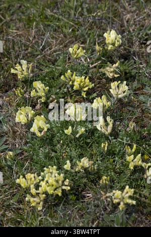 Feld-Spitzkiel, Alpen-Spitzkiel, Gelber Spitzkiel, Gewöhnlicher ...