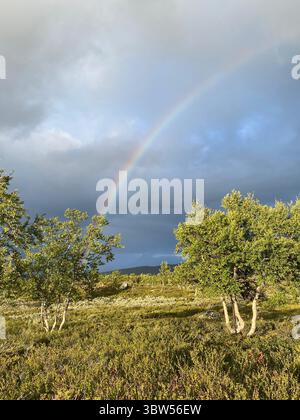 Lush green forest landscape stretches across rolling hills under a ...
