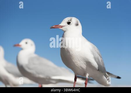 White Seagull birds in eye focusing, selective focus Stock Photo - Alamy