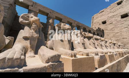 Statues of many sheep in the Karnak temple in Luxor in Egypt Stock ...