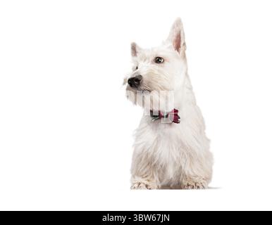 white scottish terrier puppy on a dark background studio shot Stock ...
