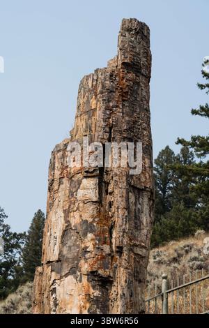A 50 million-year old petrified redwood tree standing in Yellowstone ...