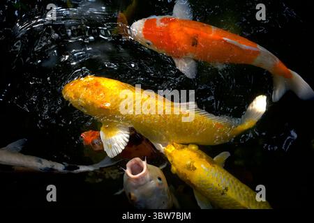 Koi fish, specifically nishikigoi (Cyprinus rubrofuscus), colorful ...