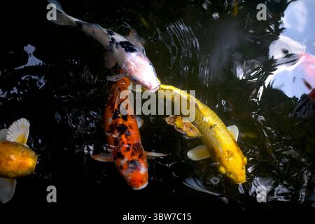 Koi fish, specifically nishikigoi (Cyprinus rubrofuscus), colorful ...