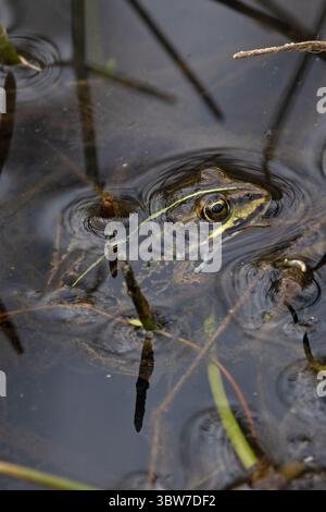 Northern Pool Frog (Pelophylax lessonae) Thompson Water Norfolk June ...