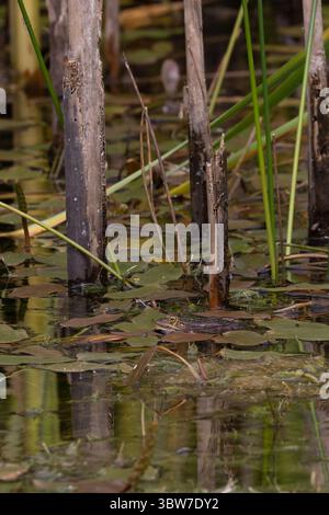 Northern Pool Frog (Pelophylax lessonae) introduced Thompson Water NWT ...