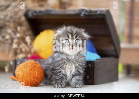 Scottish fold tricolor tabby kitten inside decorative dower chest on a ...