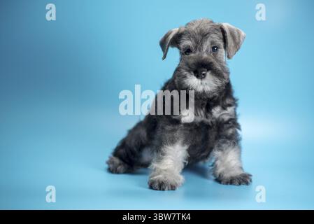 A miniature schnauzer of white and gray color lies on a light ...
