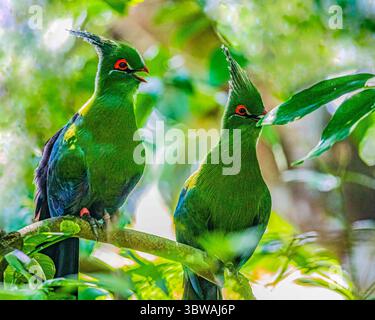A Schalow Turaco perching on a tree Stock Photo - Alamy