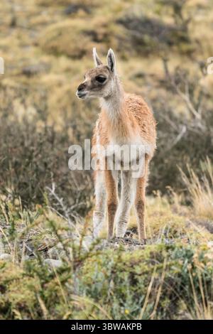 Guanaco (Lama guanicoe), chulengo or juvenile pursuing an older animal ...