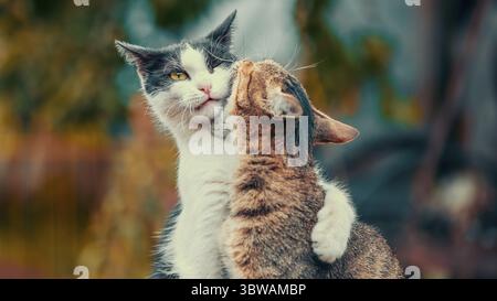 Tabby cat bite gray and white cat in fall colors Stock Photo - Alamy