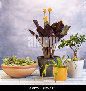 Terrarium, Calathea crocata Tassmania, Prayer Plant, Bonsai side by ...