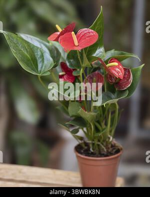 Red Anthurium Flower house plant decoration on table and white wall background Stock Photo - Alamy