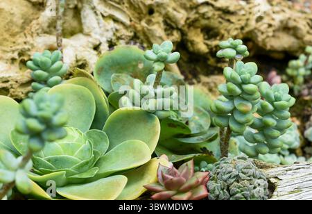 Closeup of various succulents growing in the garden on a sunny day ...
