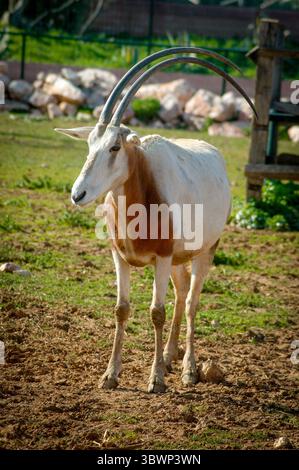 Scimitar-horned Oryx in a zoological park in Greece Stock Photo - Alamy