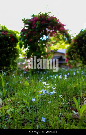 Detail of small white blossoms. Fresh white blossom on the blurred ...