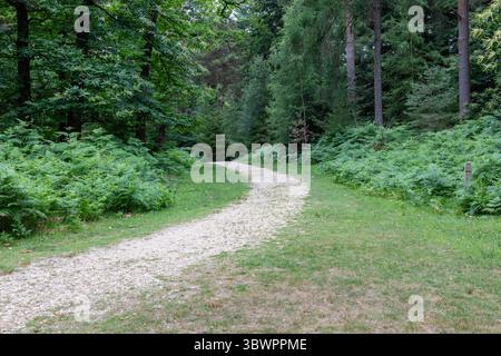 Bolderwood Radnor trail in the New Forest, Hampshire, England UK Stock ...