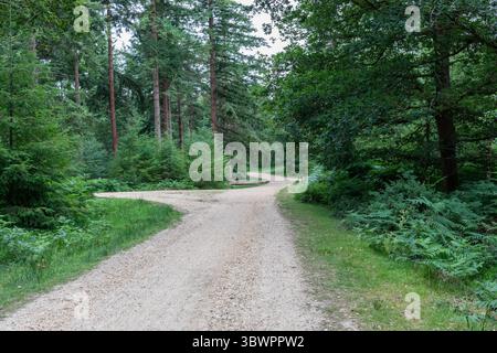 Bolderwood Radnor trail in the New Forest, Hampshire, England UK Stock ...