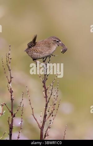 Shetland Wren, Sumburgh Head, Shetland Stock Photo - Alamy