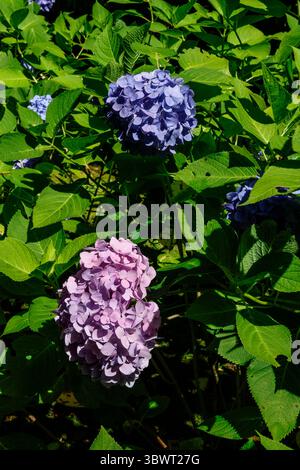 MEIGETSU-IN THE HYDRANGEAS TEMPLE JAPAN Stock Photo - Alamy