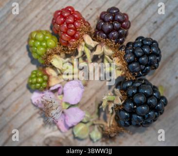 July 14, 2021, ELKTON, OREGON, U.S.A: Showing stages of development ...