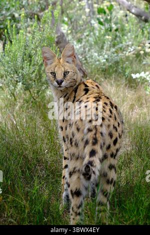 The serval is a wild cat with black spots on a gold body Stock Photo ...
