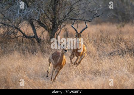 Springbok, male pursues female, parading behaviour, dry grass, Kruger ...