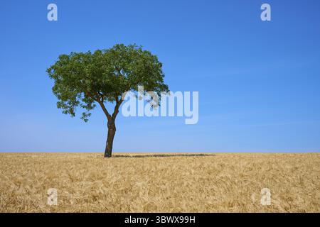 A field of golden barley stands under a blue sky with white clouds. A ...