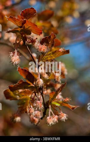 Close up of a beech tree red leaf in autumn at Colle del Melogno, Italy ...