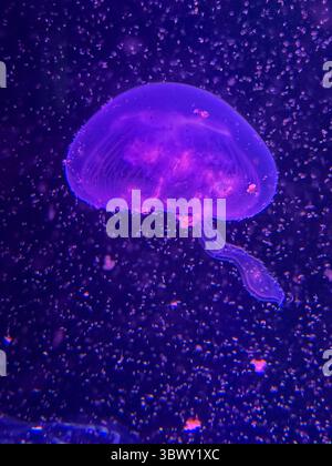 Jellyfish floating in the ocean. Macro view Stock Photo - Alamy