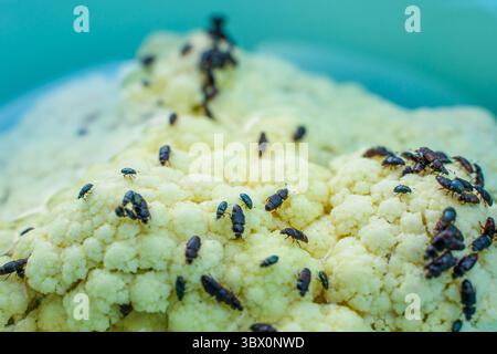 Cauliflower with beetle pests close up. Cauliflower inflorescence and a ...