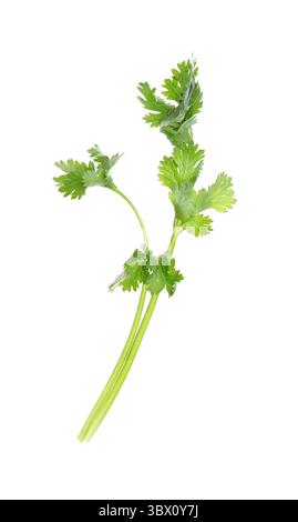 Sprigs of aromatic cilantro isolated on white Stock Photo - Alamy