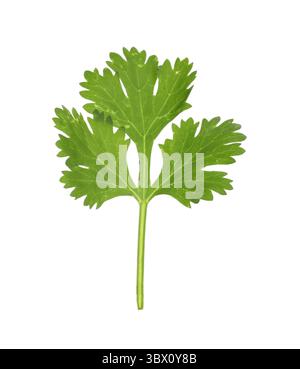 Fresh cilantro sprig isolated on white. Aromatic condiment Stock Photo ...
