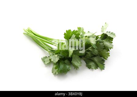 Sprigs of aromatic cilantro isolated on white Stock Photo - Alamy