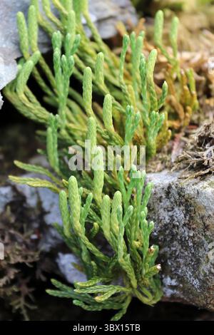 alpine clubmoss (Diphasiastrum alpinum Stock Photo - Alamy