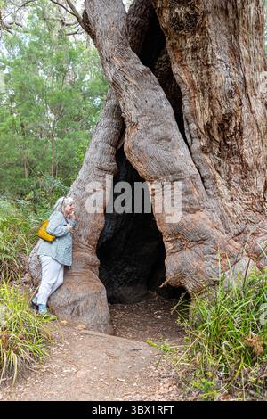 australian old and large eucalyptus tree. Selective Focus Tree Stock ...