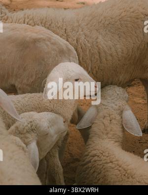 A cute furry sheep standing in front of a green mountain slope, Akaroa ...
